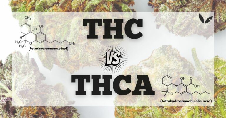 THCa vs. THC: What Is The Difference? | Vivimu
